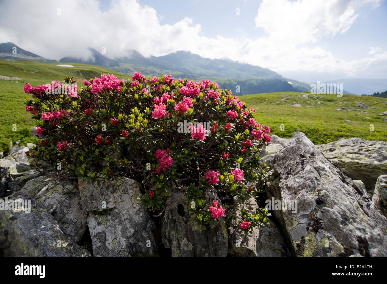 wild azalea growing on rock outcrop french alps Stock Photo - Alamy