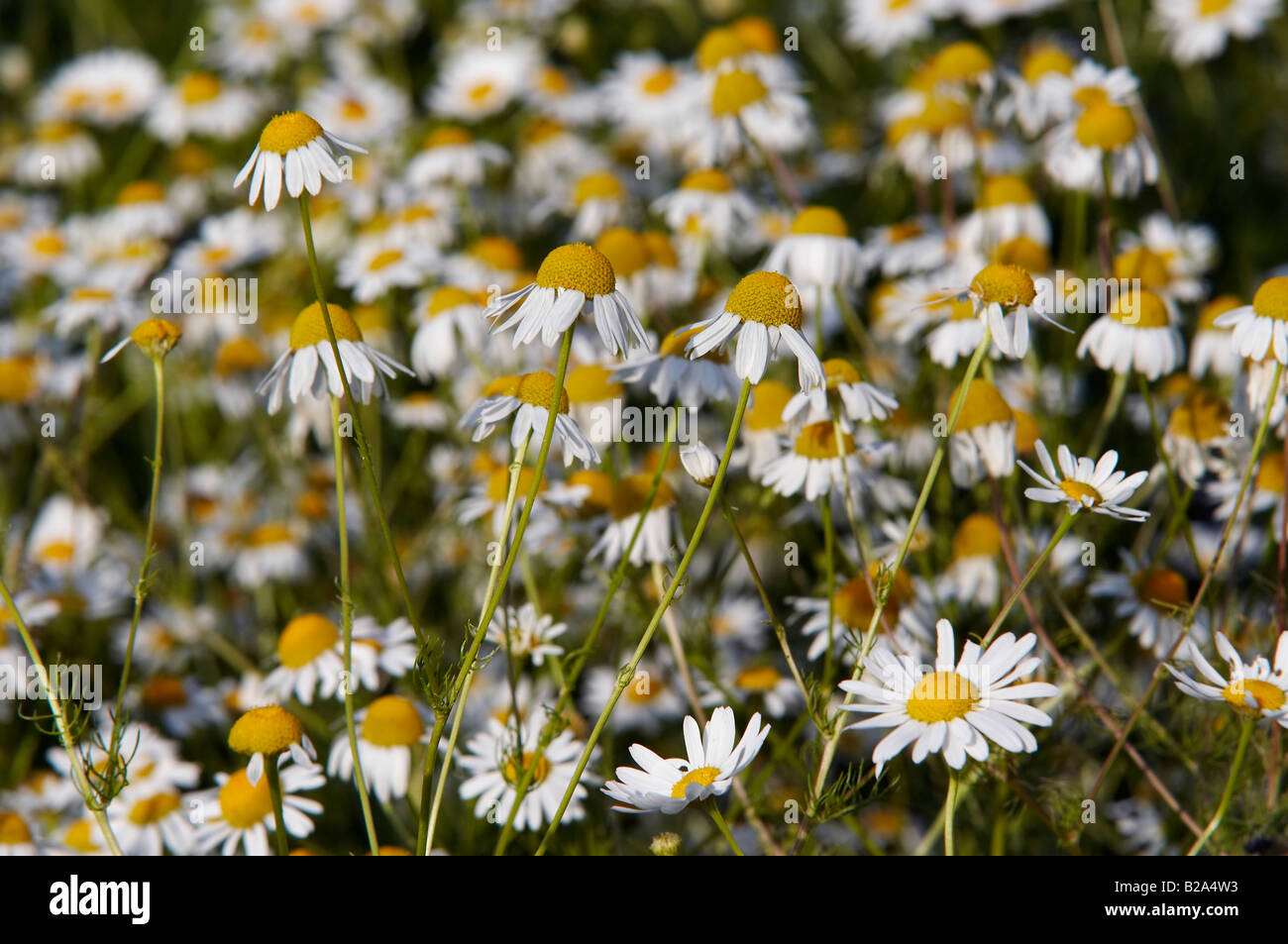 Therapeutic herb hi-res stock photography and images - Alamy