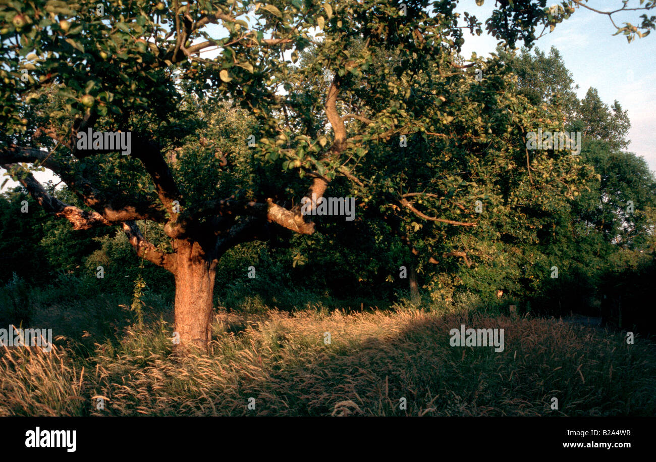 old apple orchard Stock Photo - Alamy