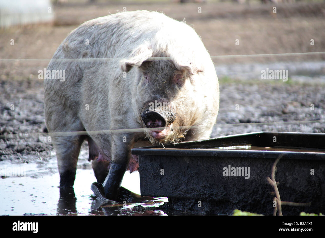 Pig mud hi-res stock photography and images - Alamy