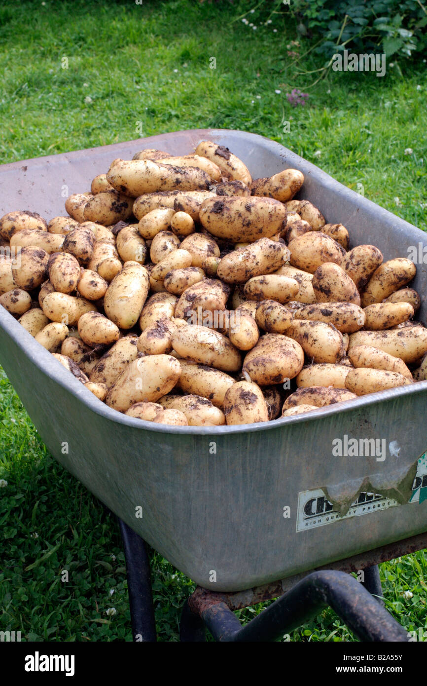 EARLY POTATO VARIETY CONCORDE Stock Photo - Alamy