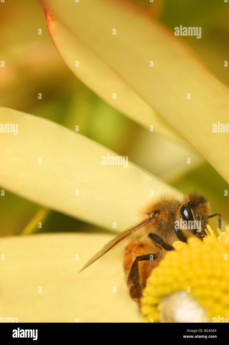 Honey Bee working hard Stock Photo - Alamy