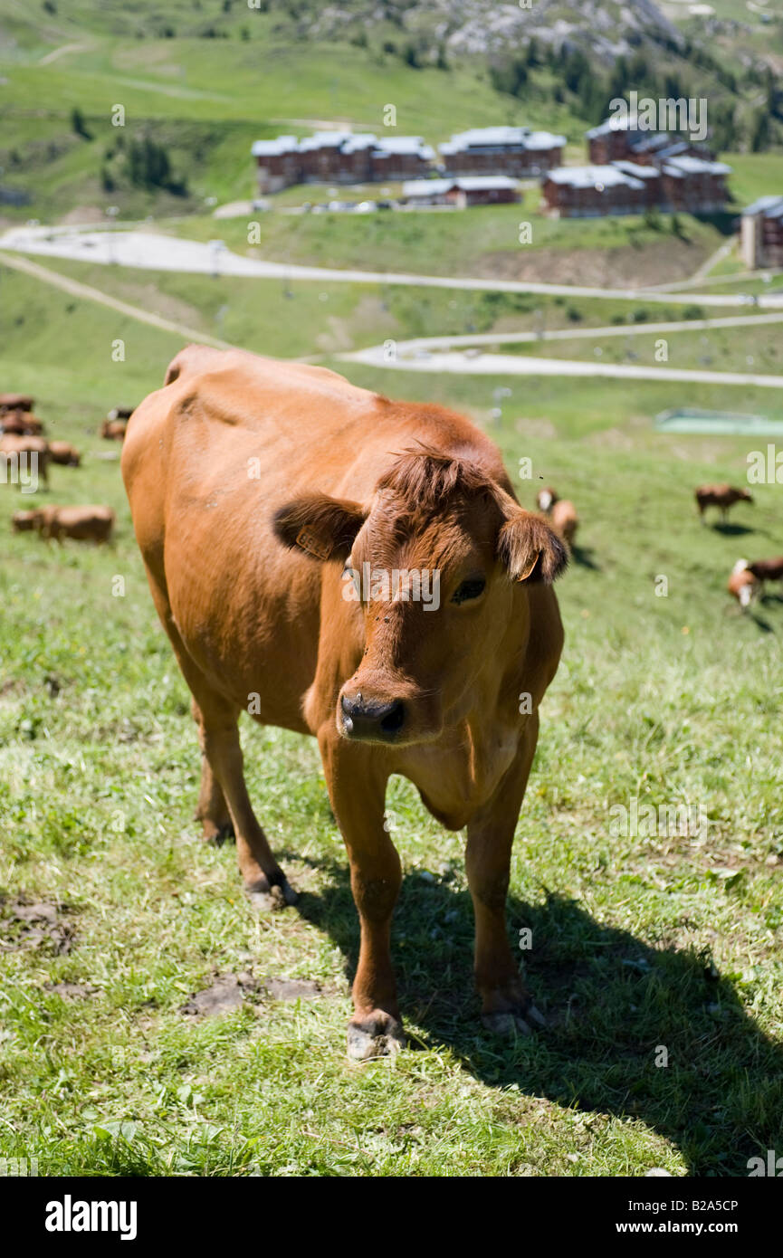 Tarine dairy cattle herd hi-res stock photography and images - Alamy
