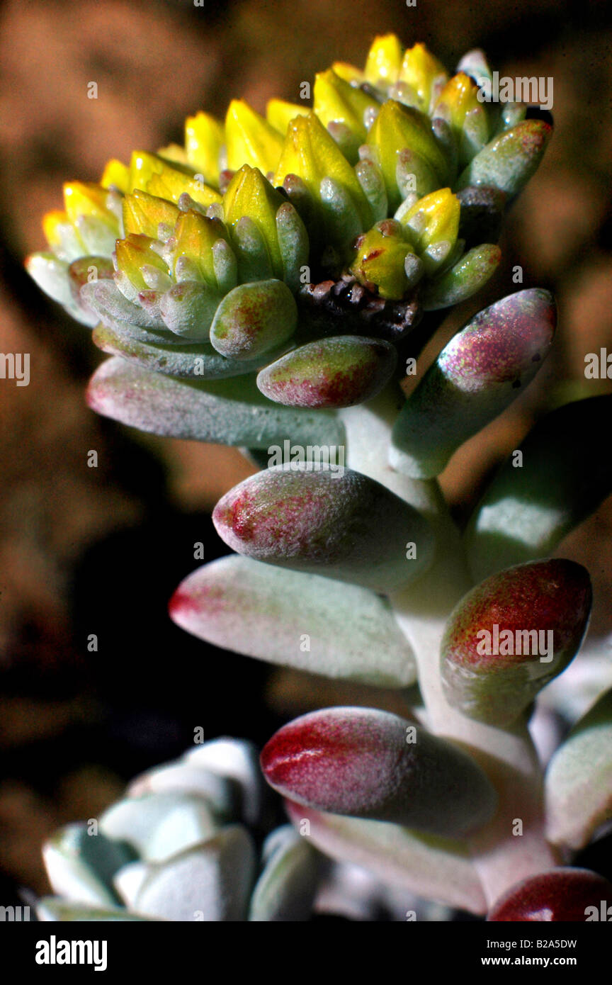 close up of alpine plant Stock Photo - Alamy