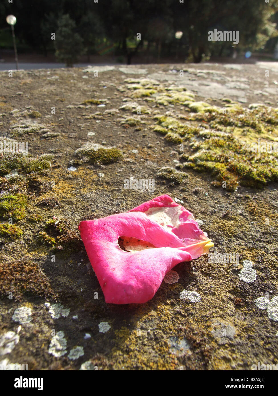dead pink red flower petals on floor wall Stock Photo - Alamy