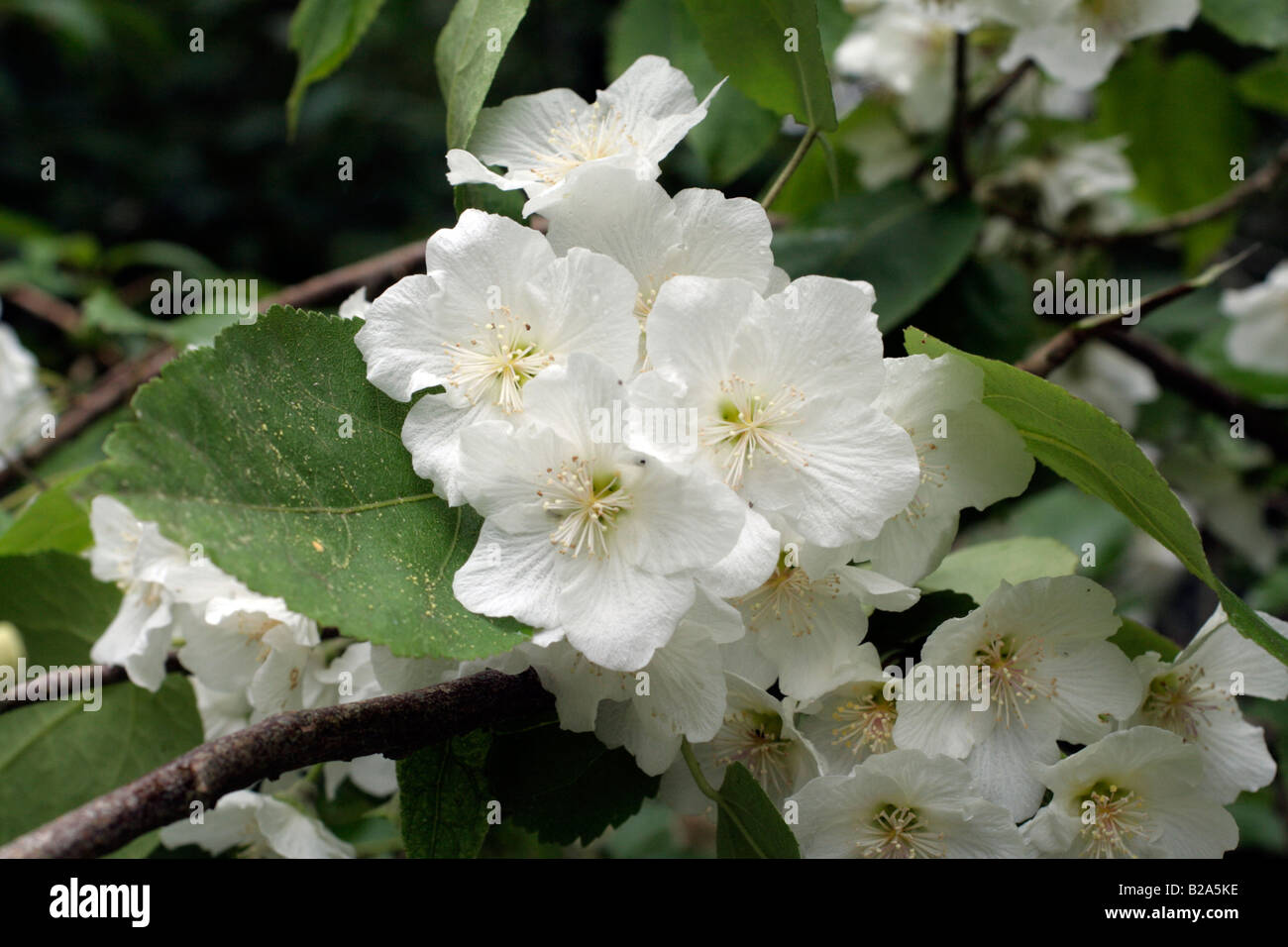 Hoheria hi-res stock photography and images - Alamy