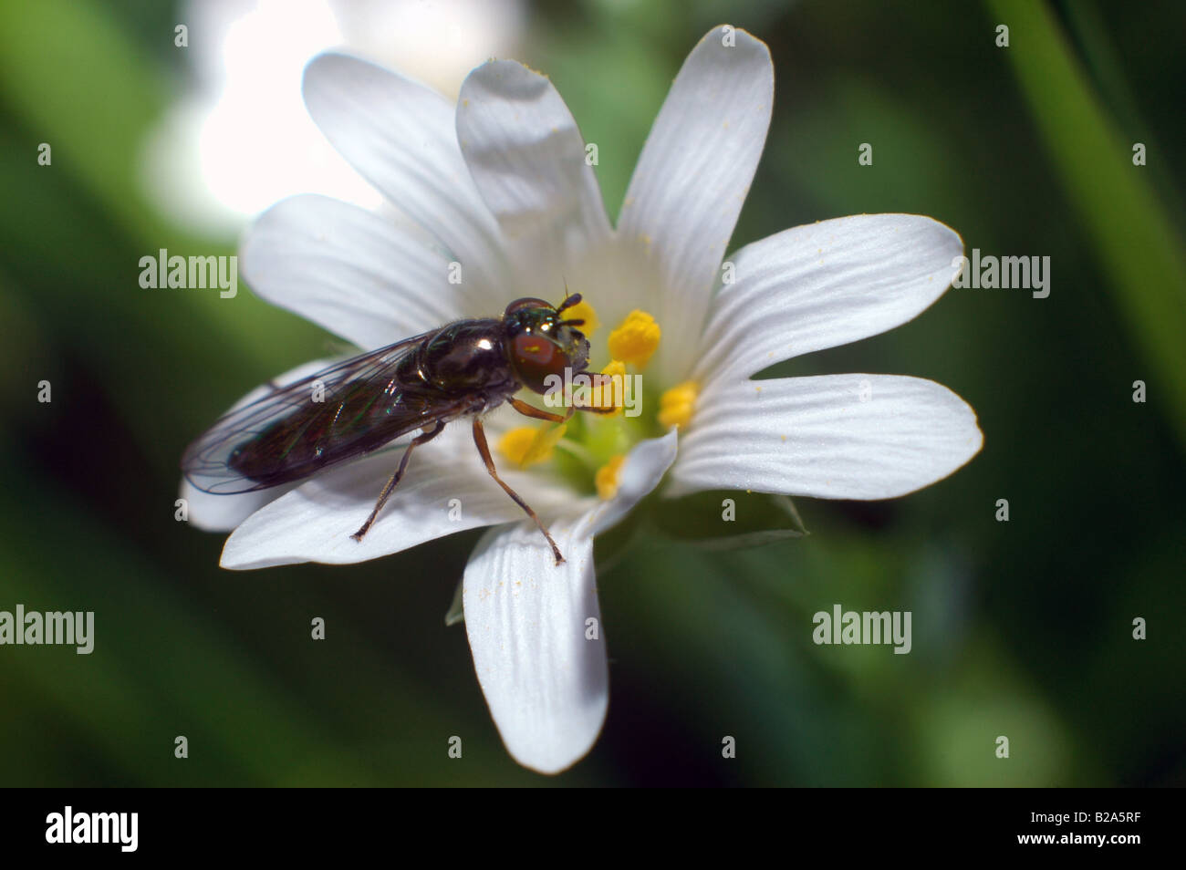 INSECT FEEDING ON WILD FLOWER Stock Photo - Alamy