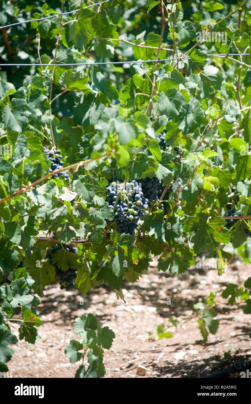 Petit syrah hi-res stock photography and images - Alamy