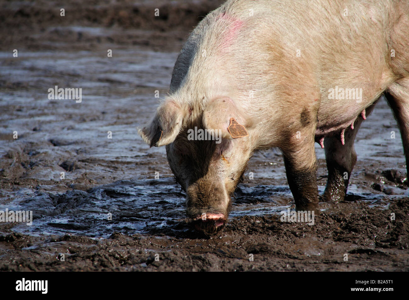 Pig in mud hi-res stock photography and images - Alamy