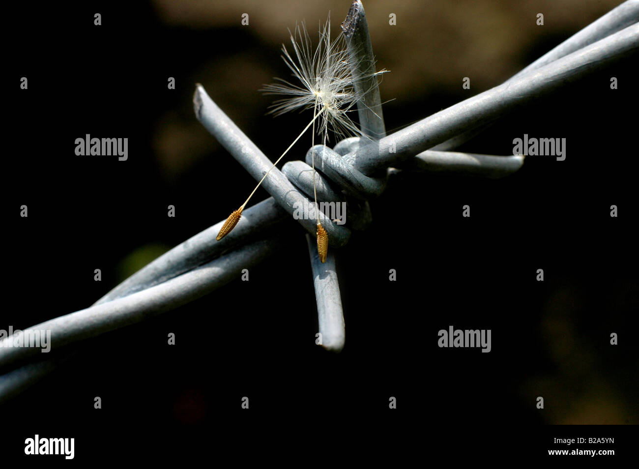 close up dandelion seeds caught on barbed wire Stock Photo - Alamy