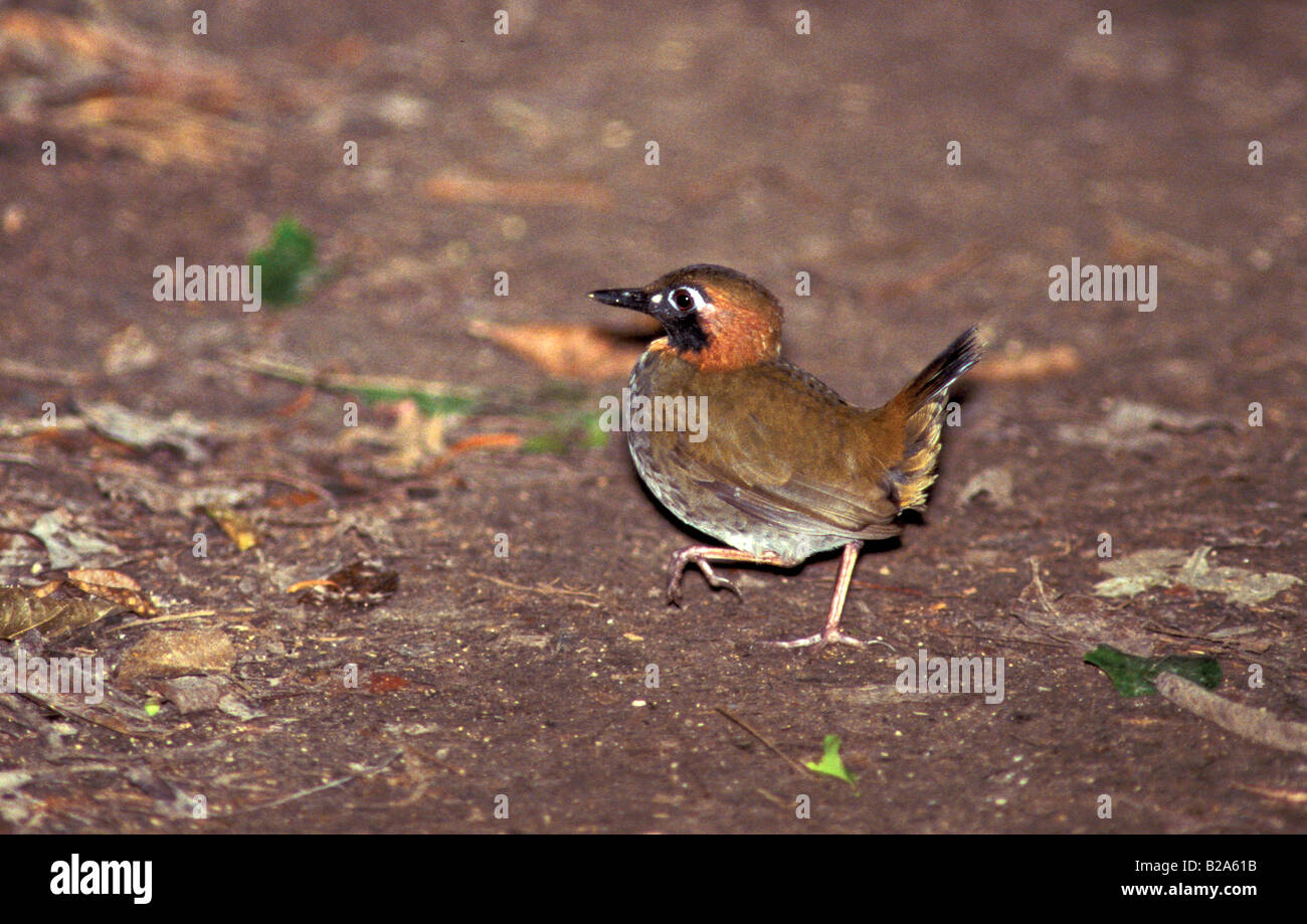 Mexican Antthrush Formicarius moniliger Coba Yucatan Mexico February ...
