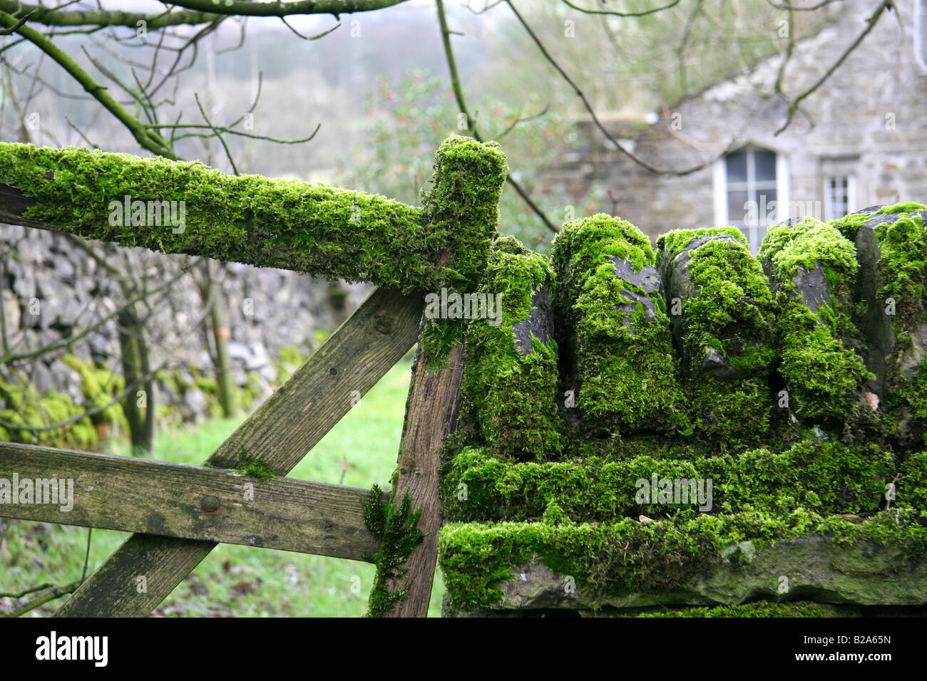 An english countryside wall covered in green moss Stock Photo - Alamy