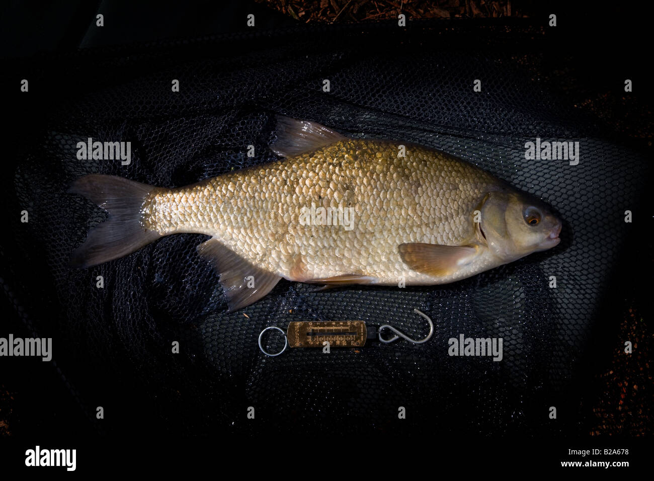 Rudd bream hybrid freshwater fish hi-res stock photography and images ...