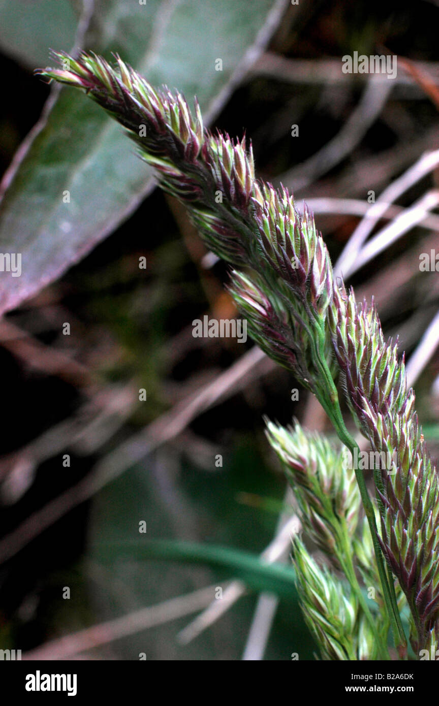Heavy seeds hi-res stock photography and images - Alamy