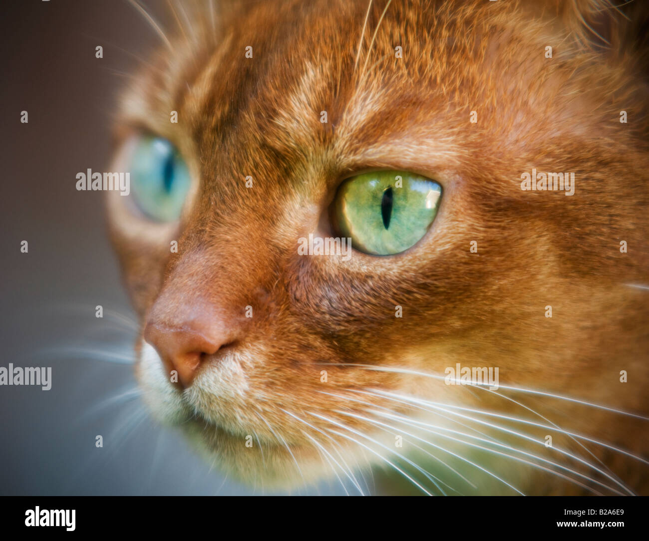 Female Abyssinian cat in close up Stock Photo - Alamy