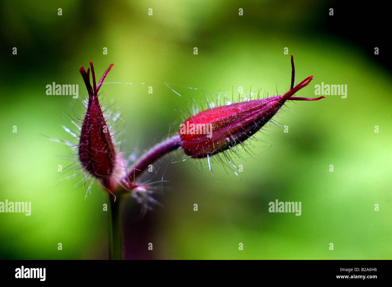 buds of HERB ROBERT close up Stock Photo - Alamy