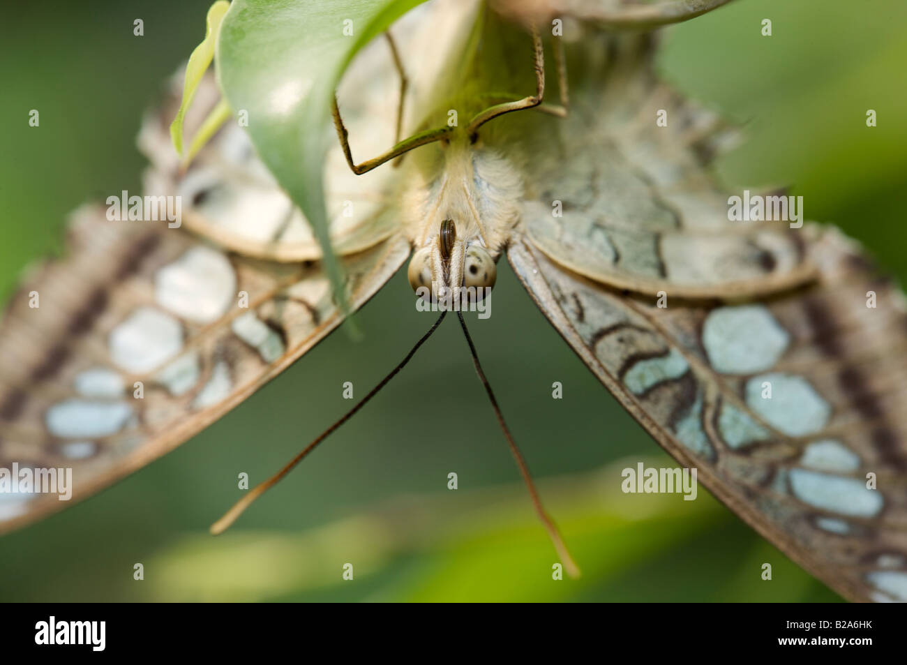 Butterfly antenna magnified hi-res stock photography and images - Alamy