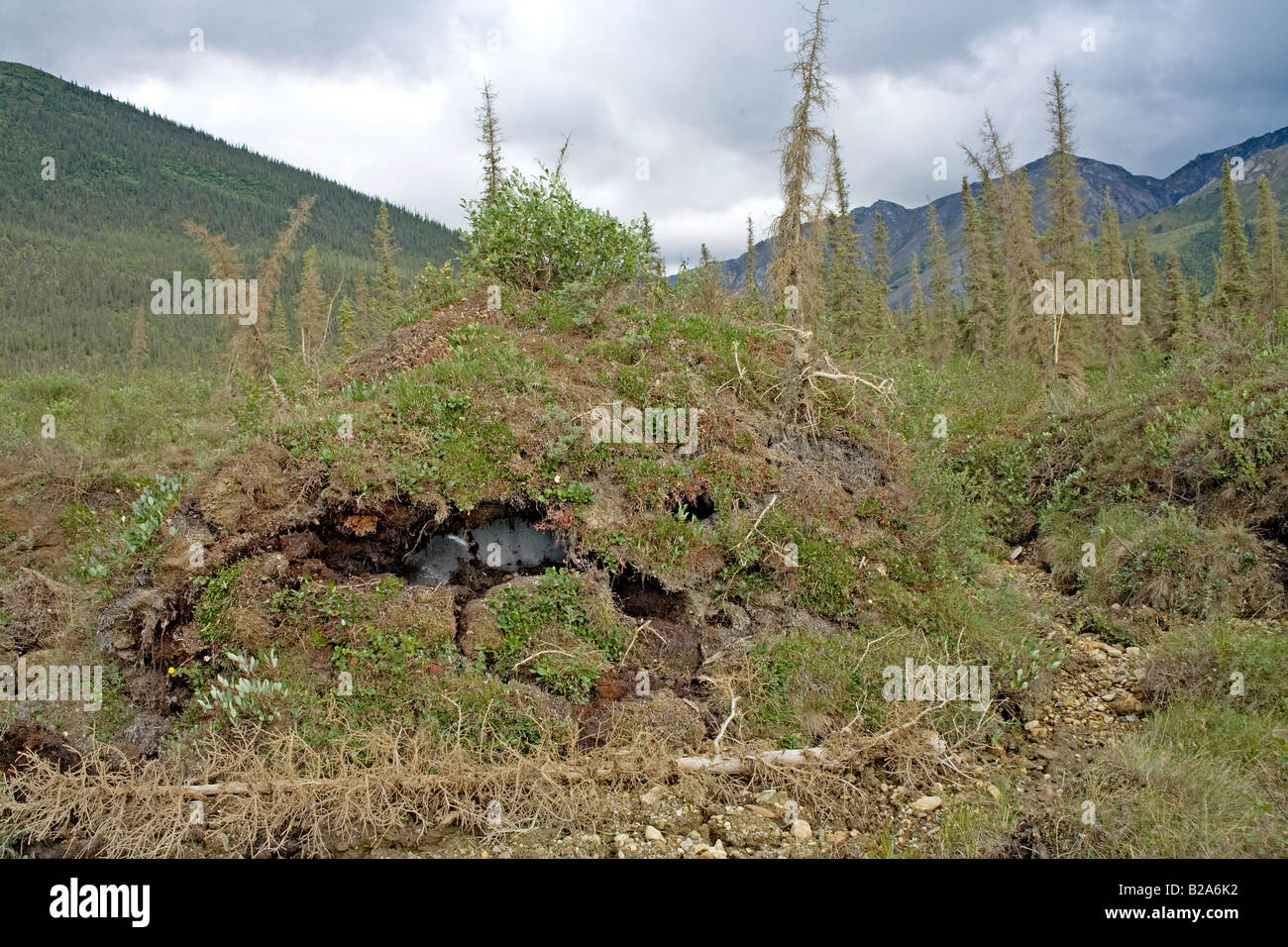 Permafrost covered by soil and vegetation Brooks Range Alaska Stock ...