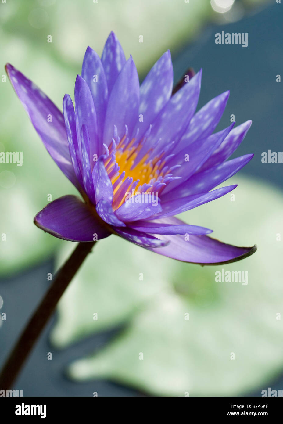 Islamorada Water Lily Stock Photo - Alamy