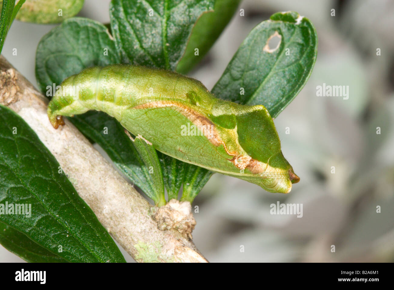 Mexican Bluewing Mycelia ethusa ethusa pupa Stock Photo - Alamy