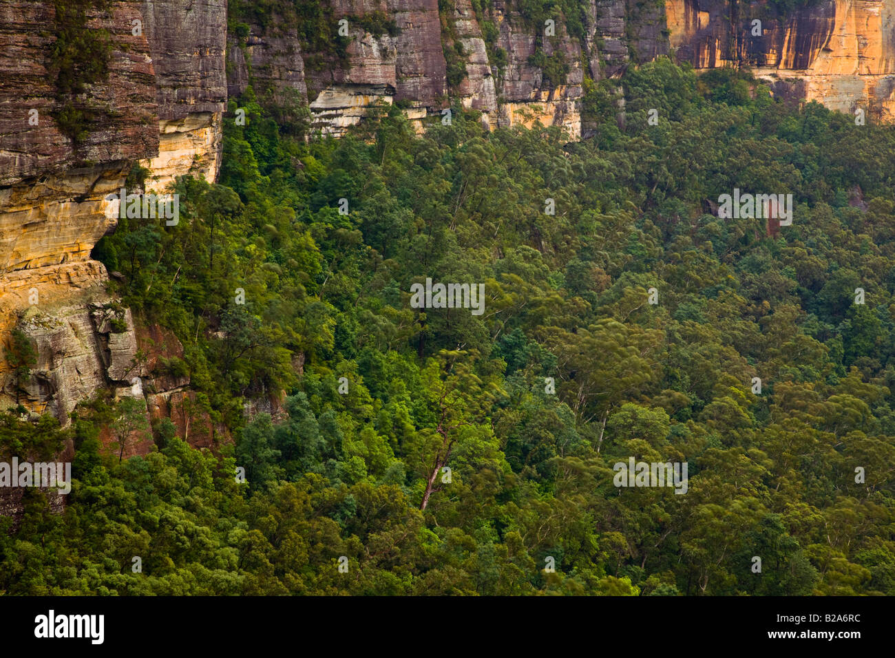 Australia New South Wales Blue Mountains National Park Native bush ...