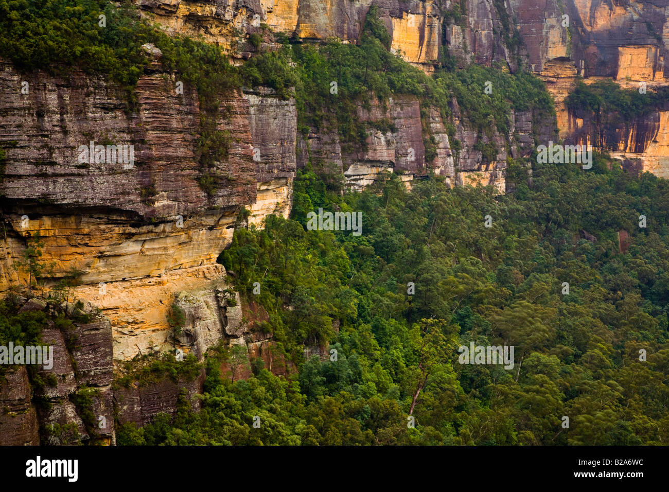 Australia New South Wales Blue Mountains National Park Native bush ...