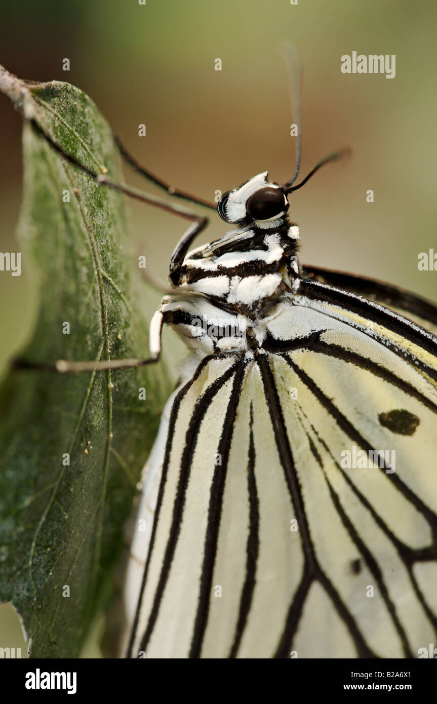 Butterfly antenna magnified hi-res stock photography and images - Alamy