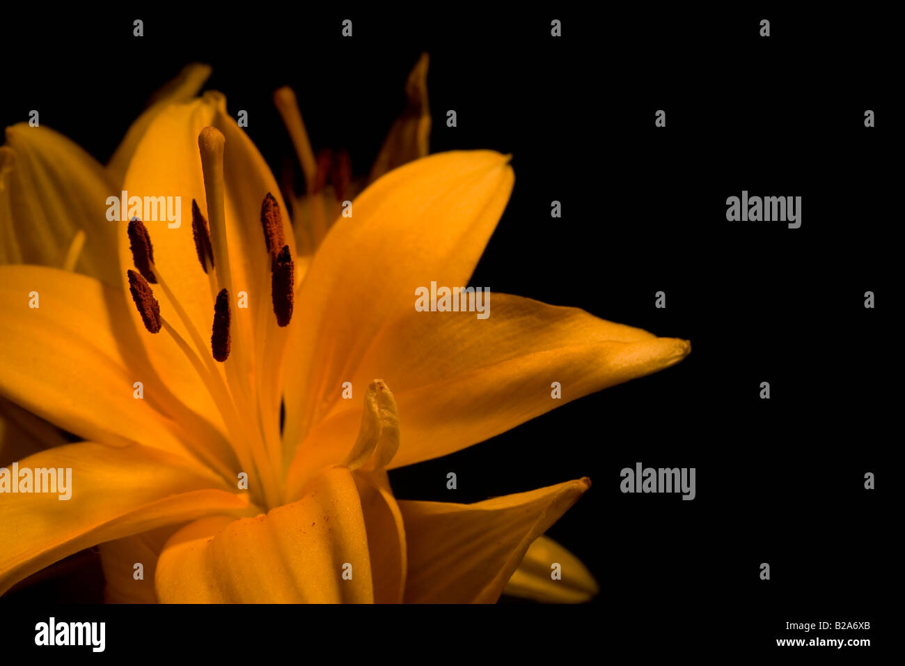 Deep Yellow Colour High Resolution Stock Photography and Images - Alamy