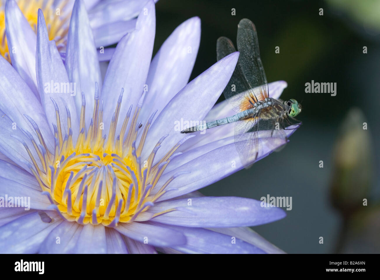 Dragonfly lily hi-res stock photography and images - Alamy