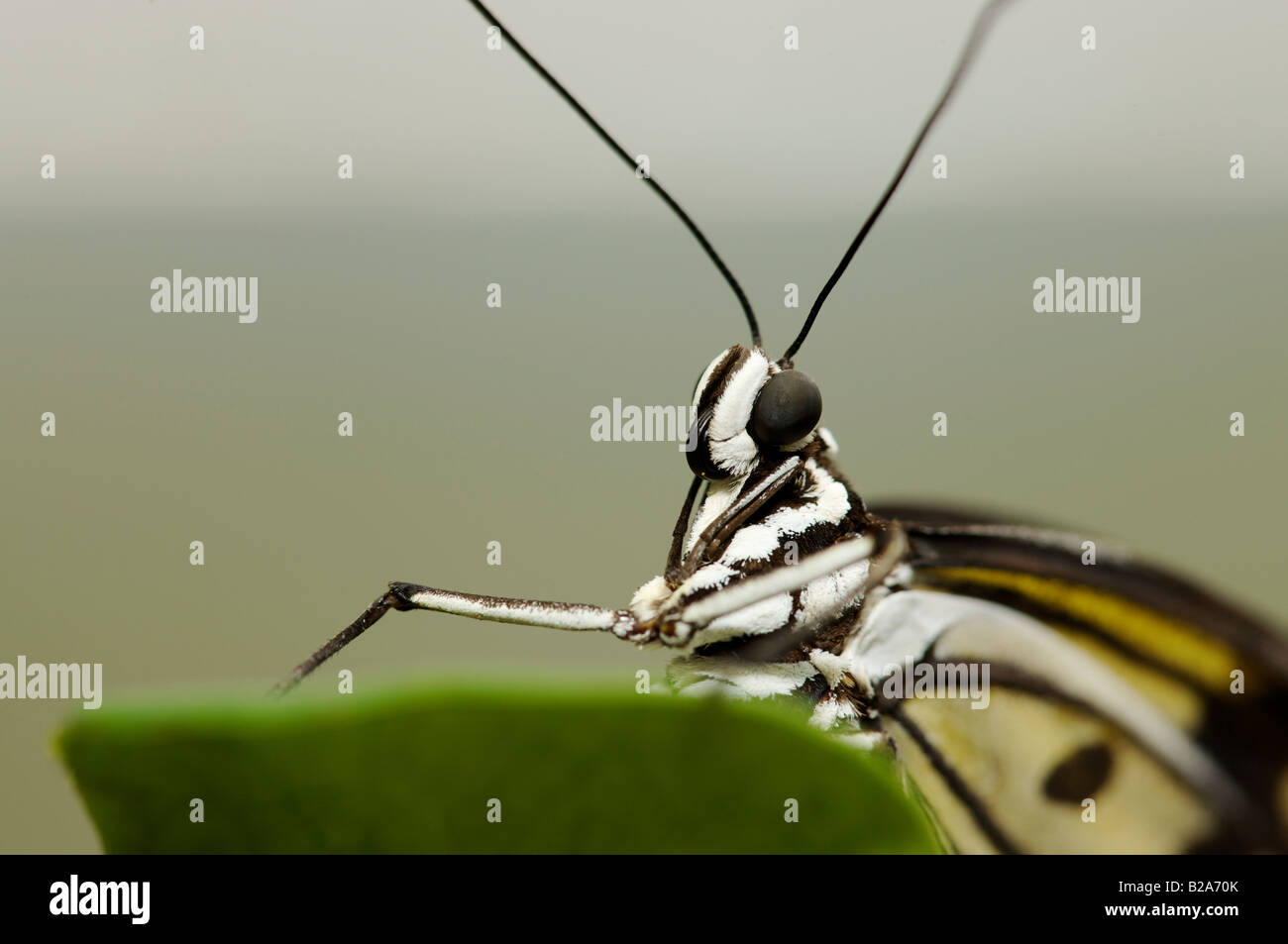 Close up butterfly face hi-res stock photography and images - Alamy