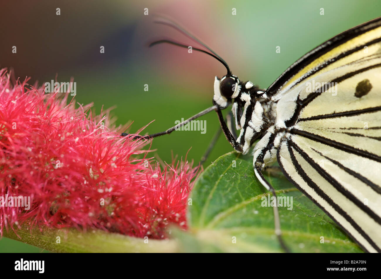 Butterfly antenna magnified hi-res stock photography and images - Alamy