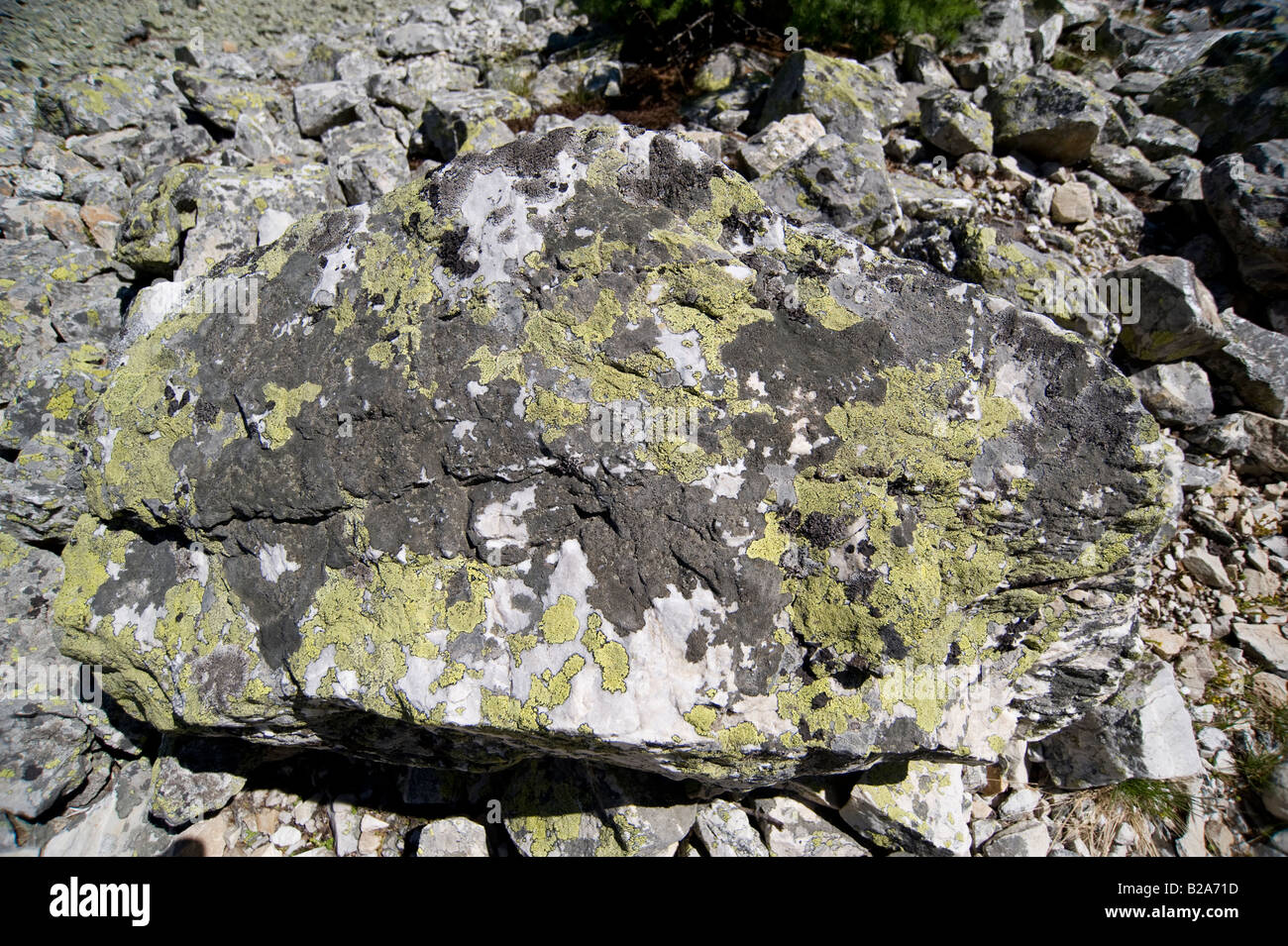 lichen covered rocks Stock Photo - Alamy