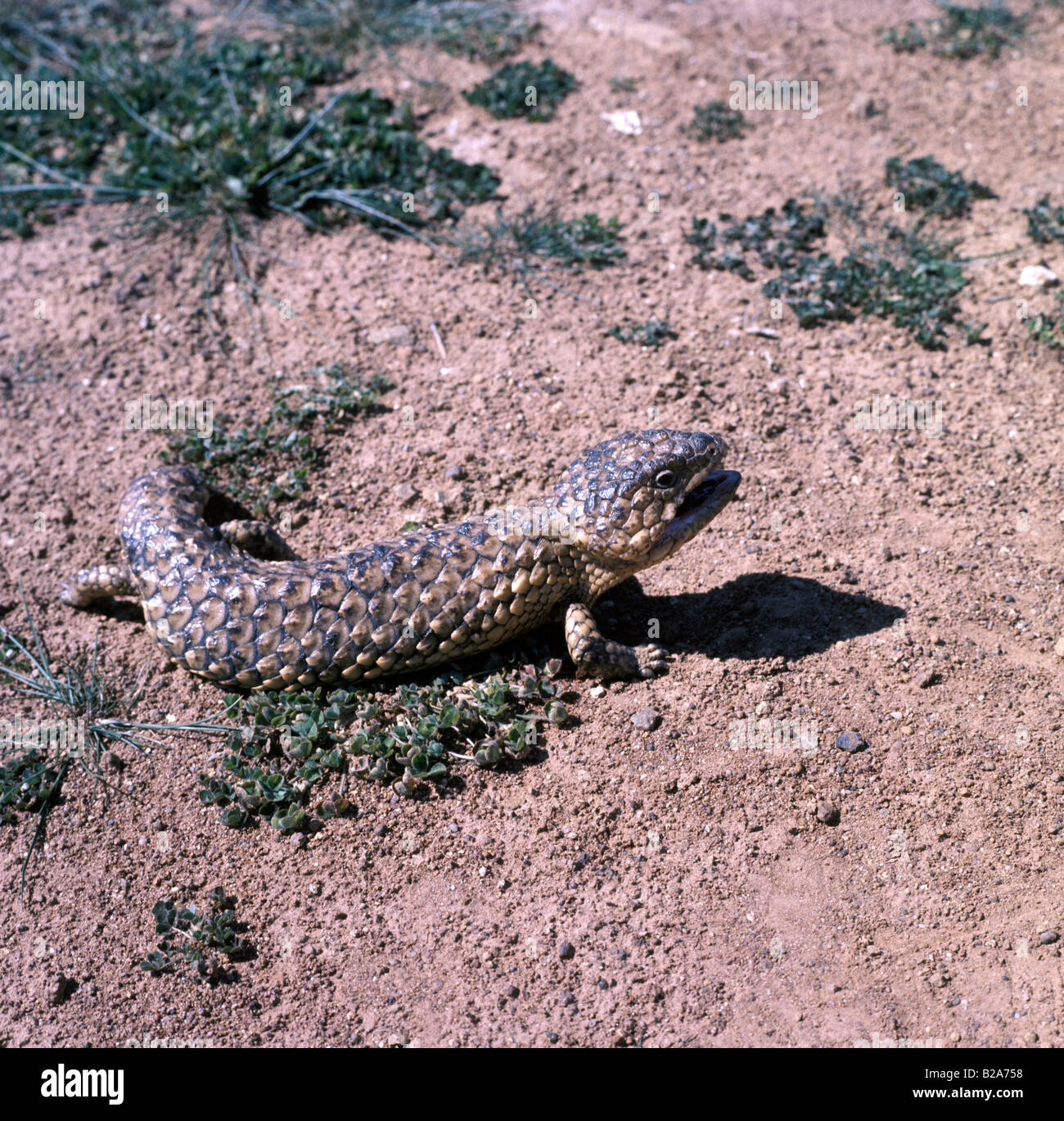 Lizard, Shingleback, Stumpy tail lizard, Trachydosaurus rugosus, John ...