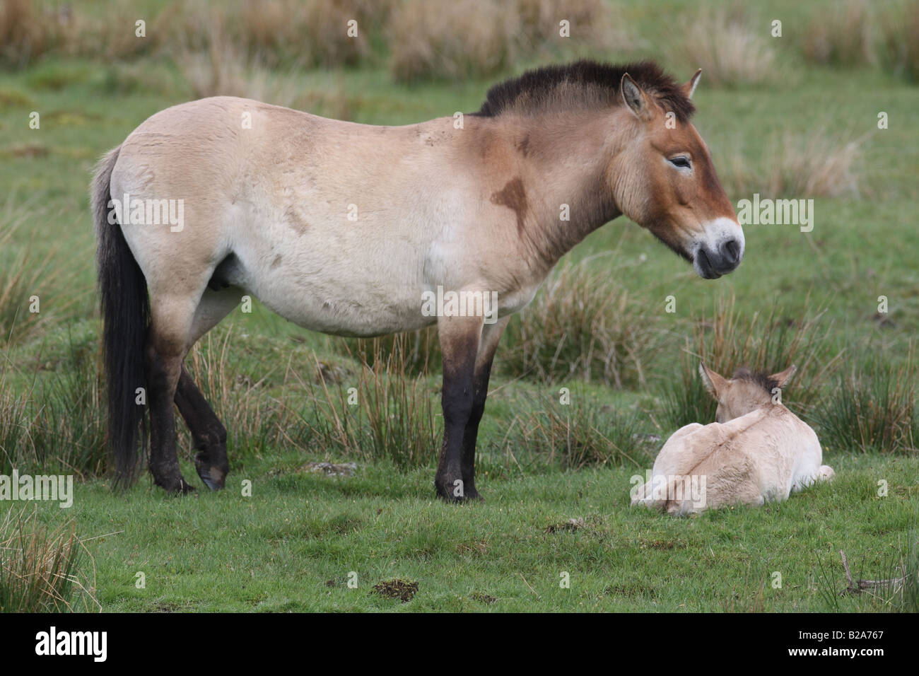 PRZEWALSKIS HORSE MARE WITH FOAL SIDE VIEW Stock Photo - Alamy