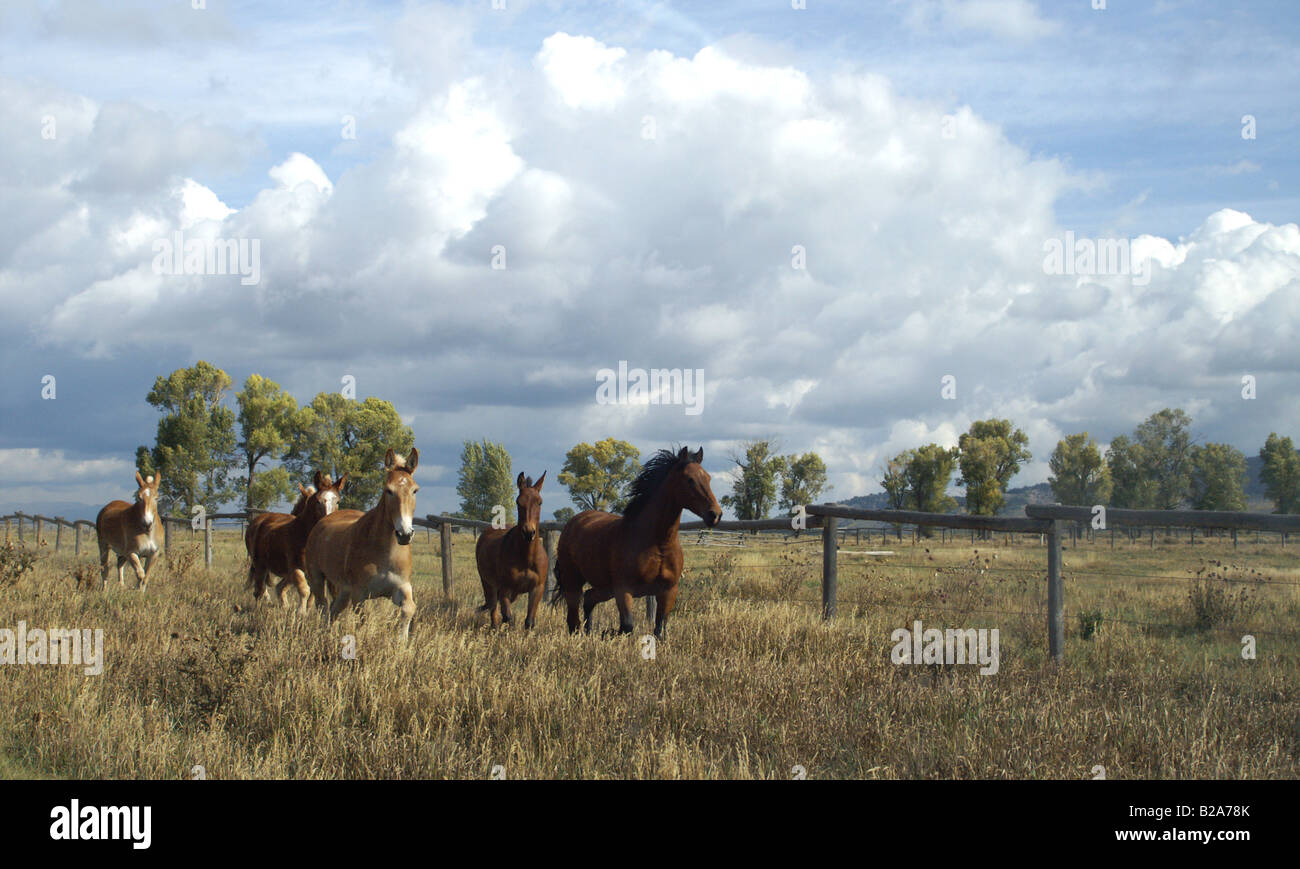 Wild Horses Running Pack of Ponies Stock Photo - Alamy