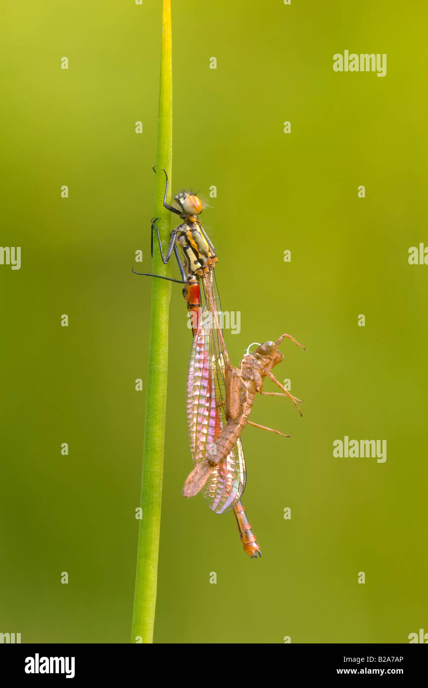 Large Red Damselfly - freshly emerged from its case (exuvia Stock Photo ... Large Red Damselfly - freshly emerged from its case (exuvia Stock Photo ...