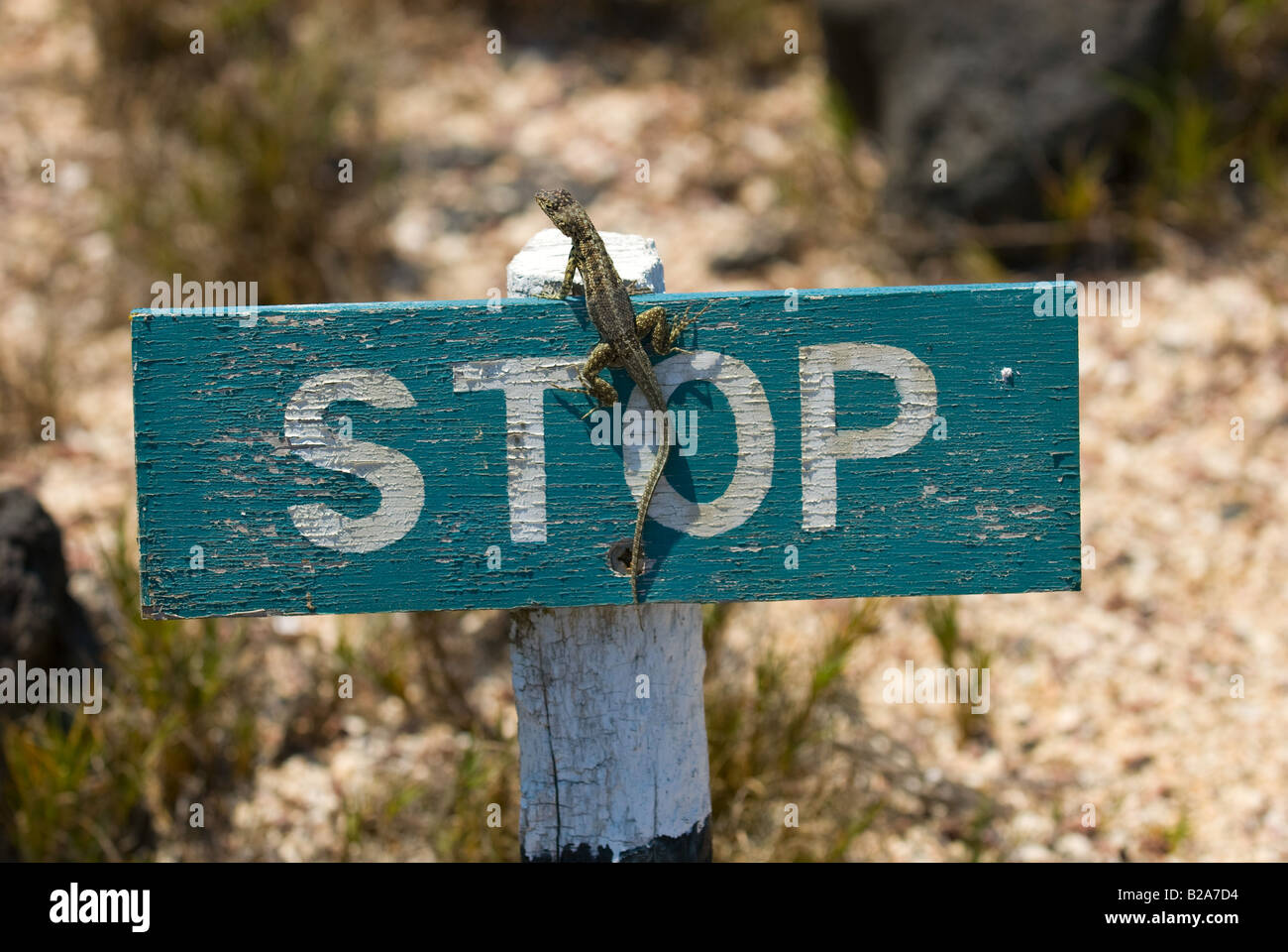 stop sign and the lizard Stock Photo - Alamy