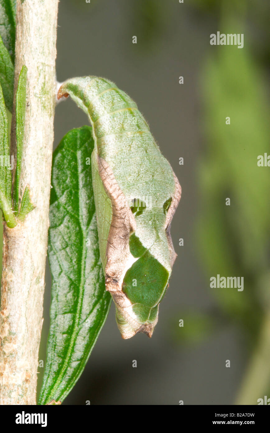 Mexican Bluewing Myscelia ethusa McAllen Texas United States 2 November ...