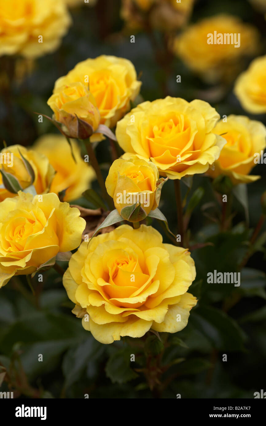 golden flush yellow floribunda rose Stock Photo - Alamy