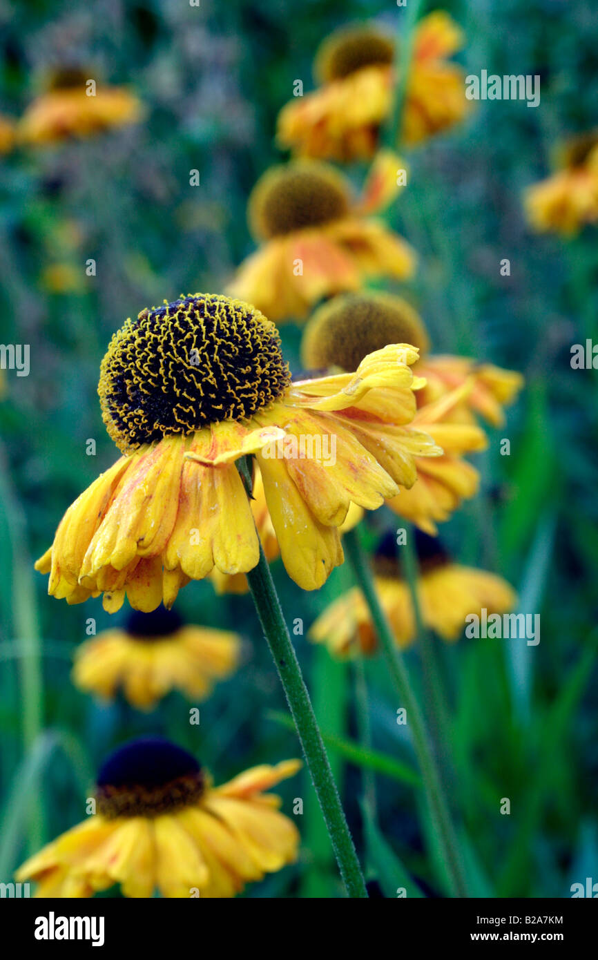 Perennial collection hi-res stock photography and images - Alamy