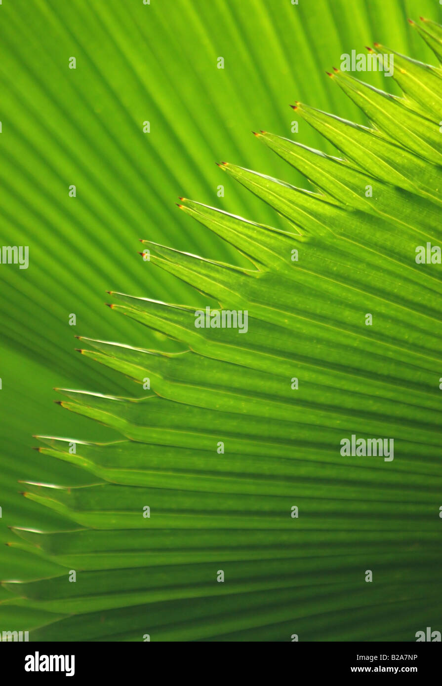 Layered green texture hi-res stock photography and images - Alamy