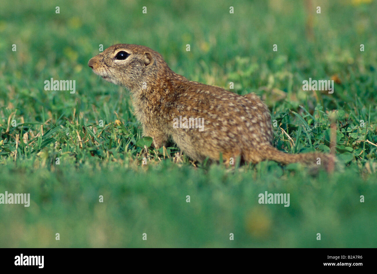 Mexican Ground Squirrel Spermophilus mexicanus Austin TEXAS United ...