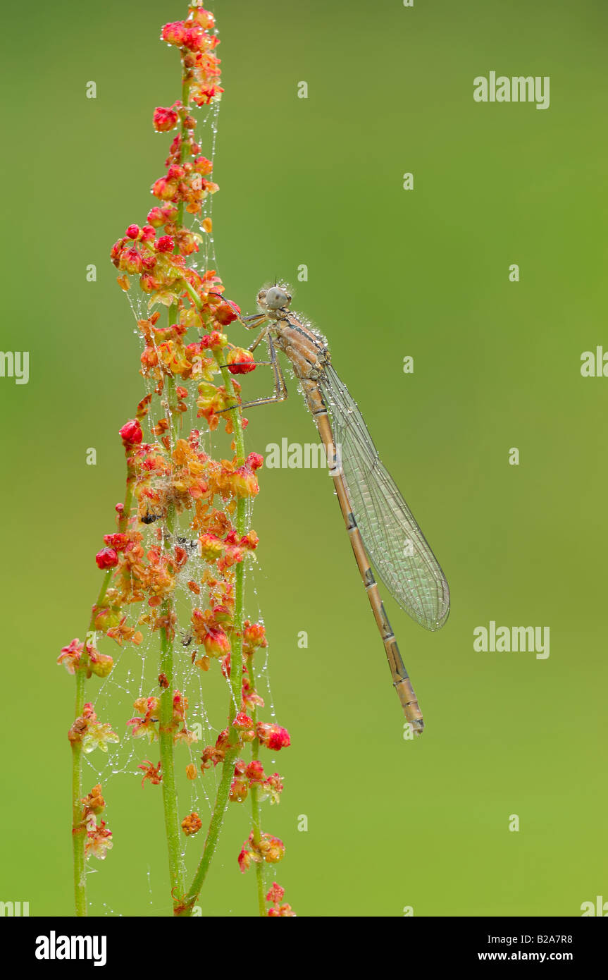 Damselfly at rest Stock Photo - Alamy
