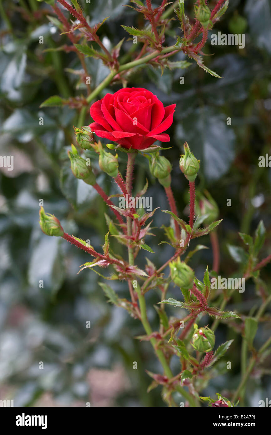Red Climbing Rose High Resolution Stock Photography and Images - Alamy