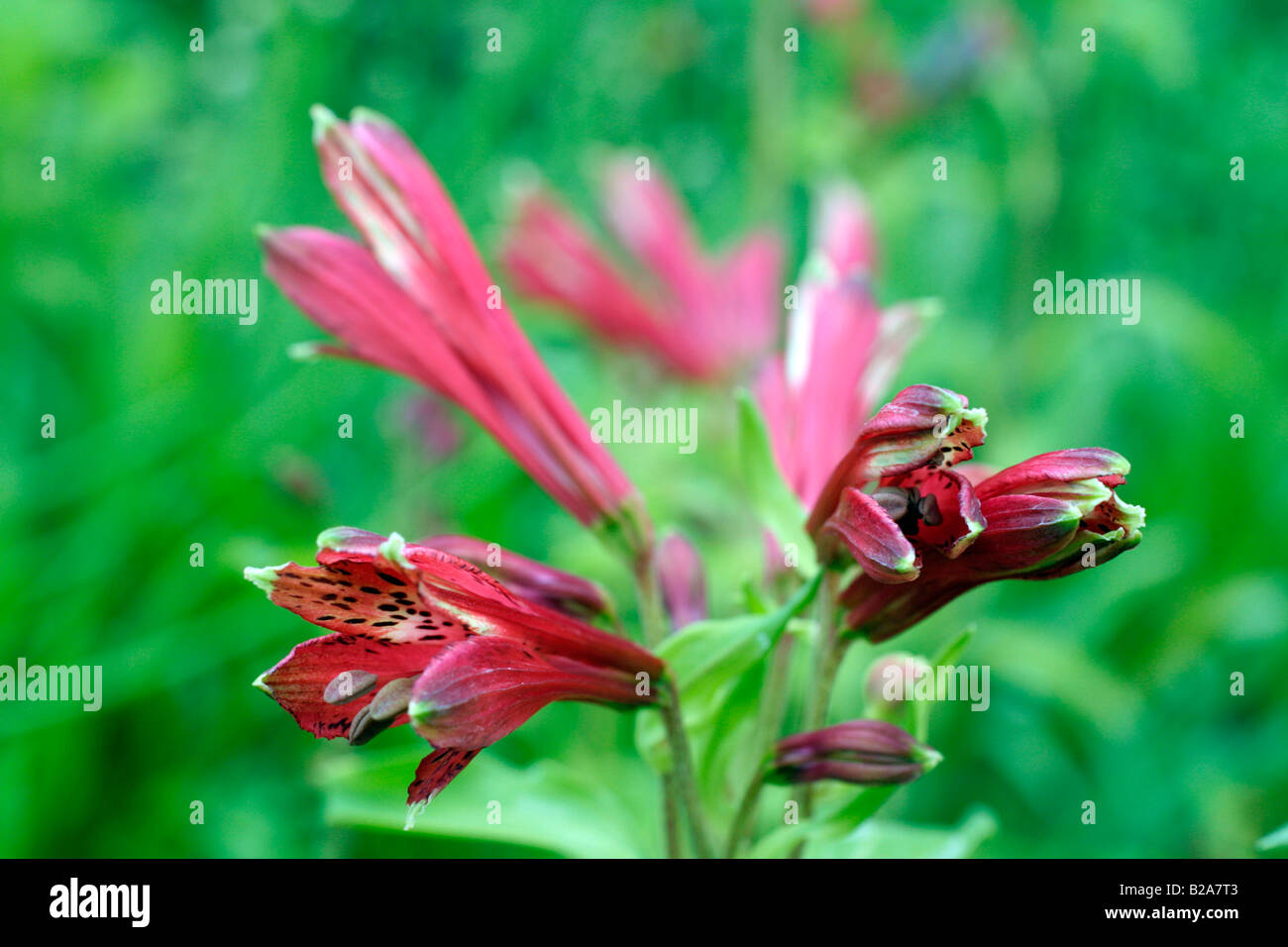 Psittacina hi-res stock photography and images - Alamy