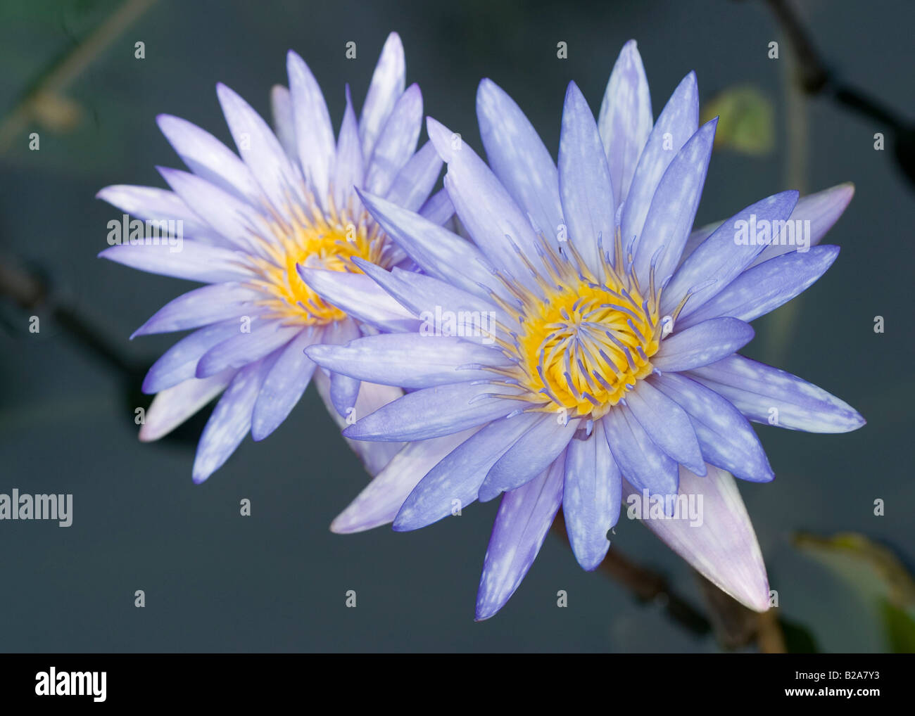 Islamorada Water Lilies Stock Photo - Alamy