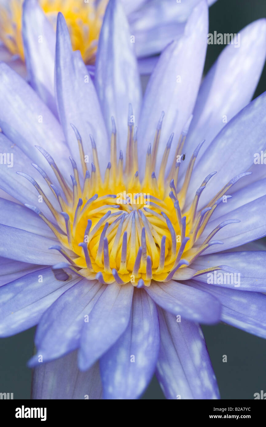 Islamorada Water Lily Stock Photo - Alamy