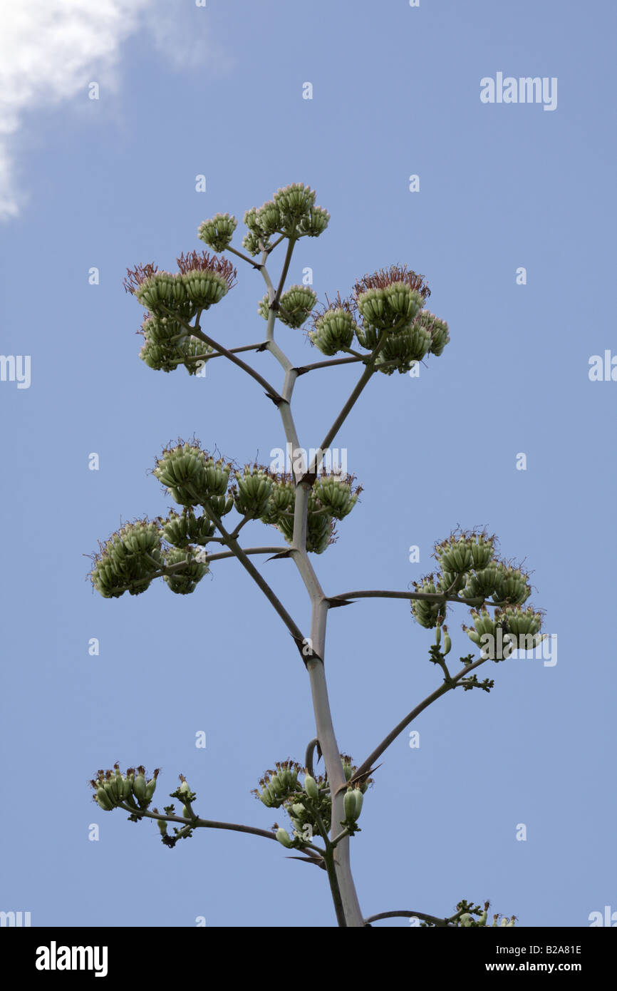 Palmer's agave (Agave palmeri) blossoms, Arizona, USA Stock Photo - Alamy