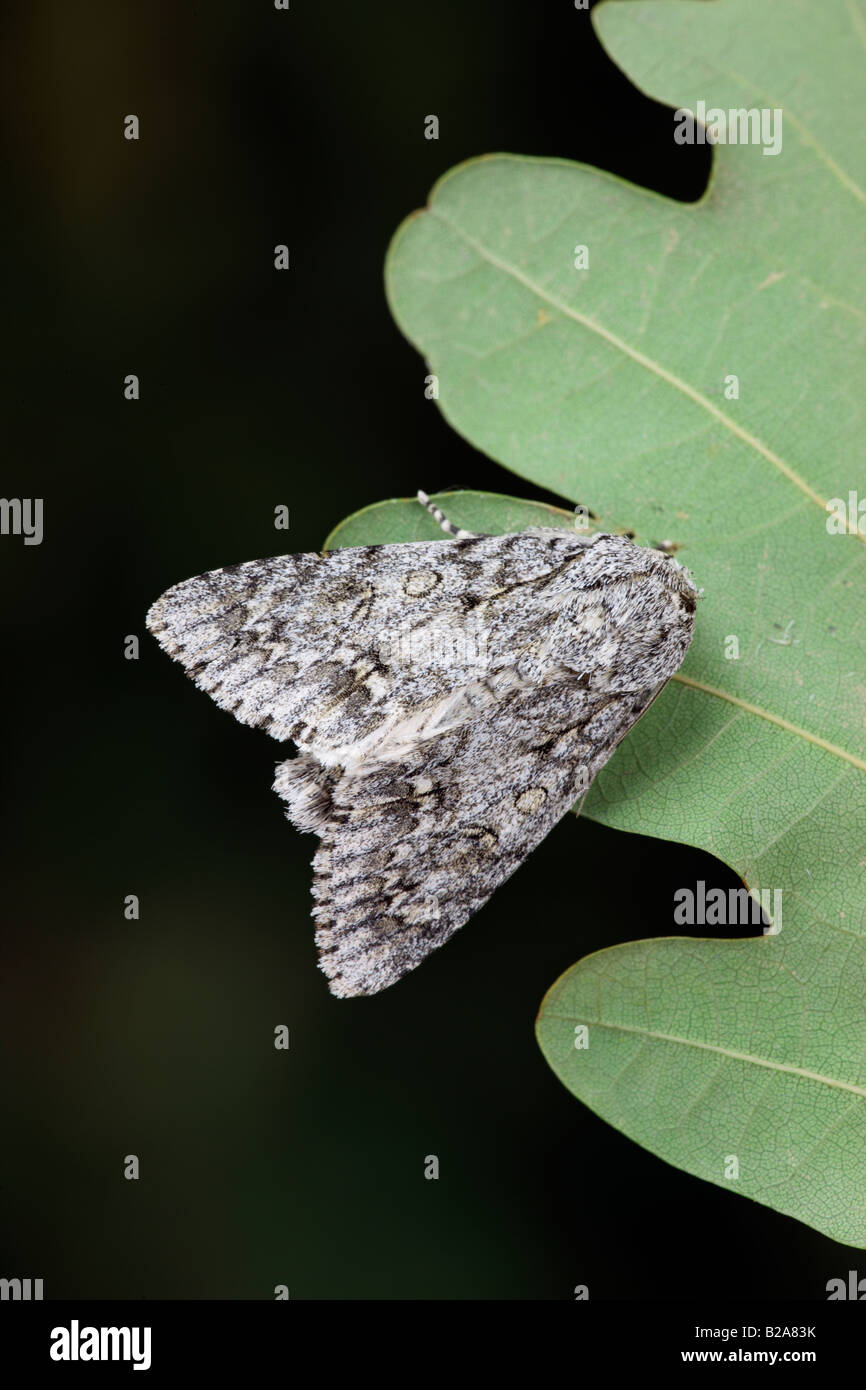 Poplar Grey Acronicta megacephala at rest on leaf Potton Bedfordshire ...