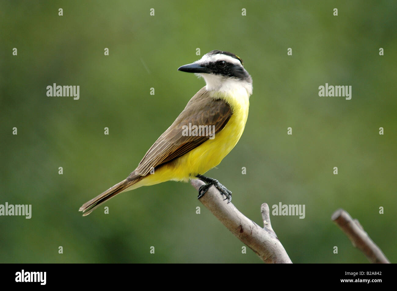 bentevi resting over a stick looking backwards tropical Brazilian fauna ...
